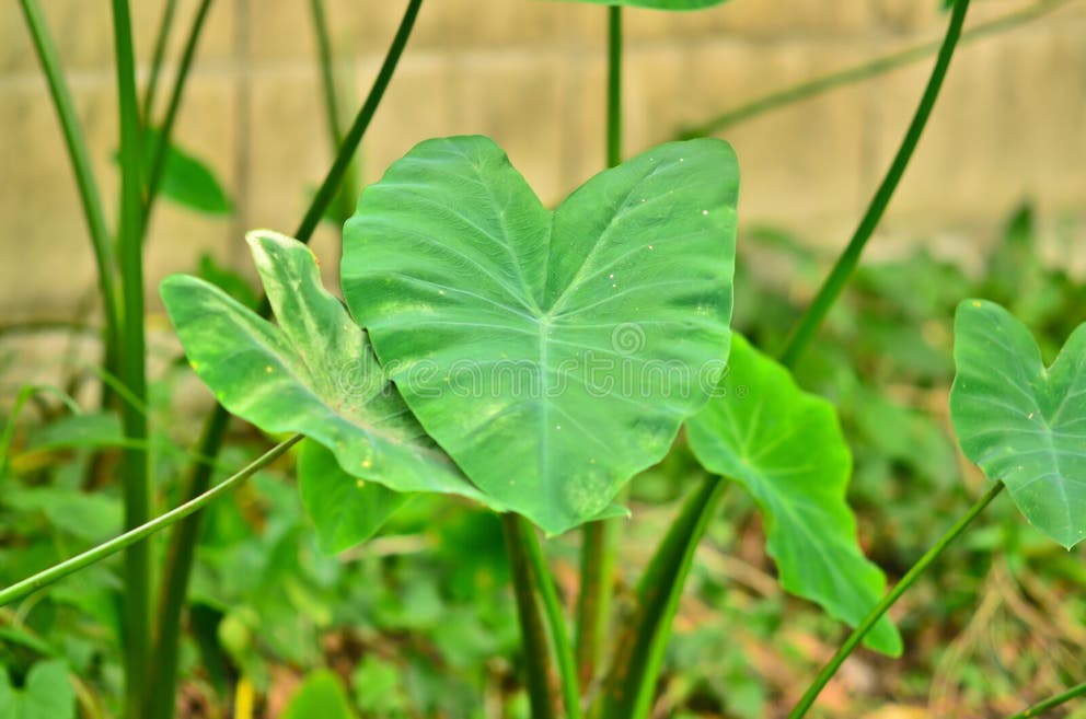 Cladium Leaves stock photo. Image of natural, decoration - 31022778