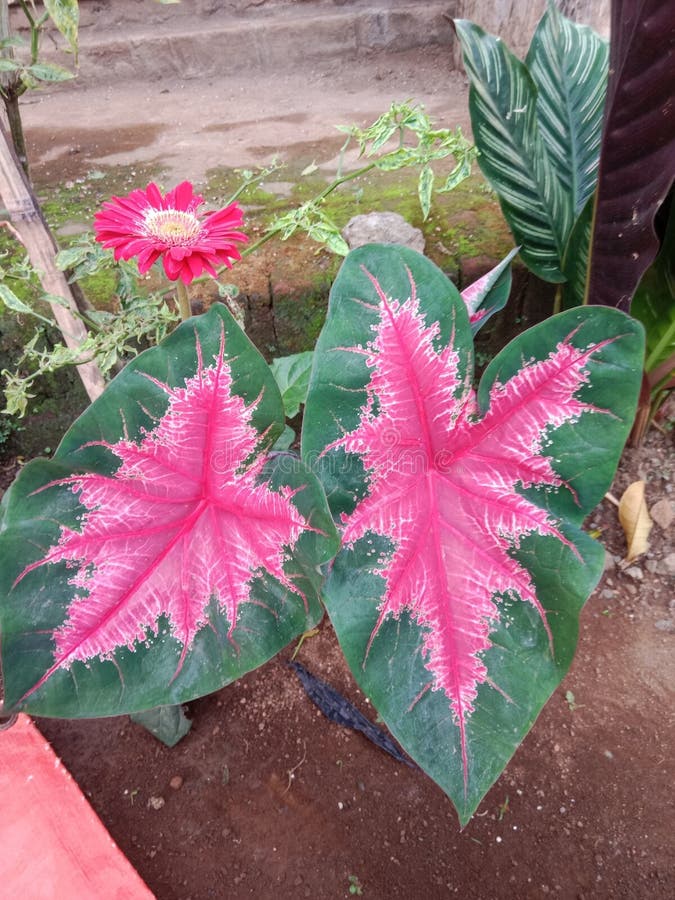 Cladium Plants Have Several Color Variants, One of Which is Cladium ...