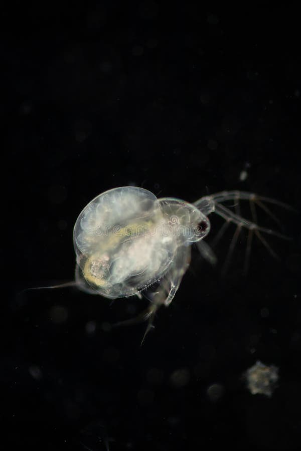 The Cladocera are an Order of Small Crustaceans Commonly Called Water ...