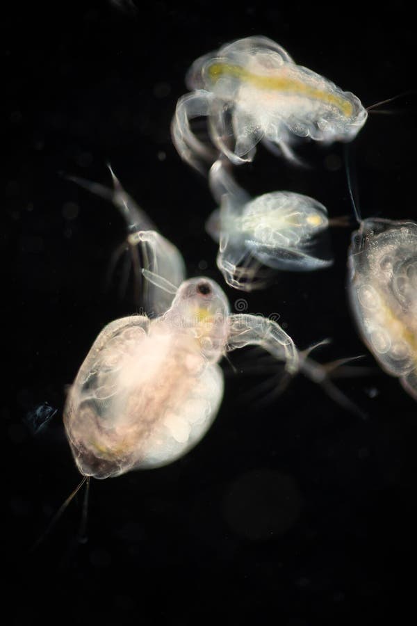 The Cladocera are an Order of Small Crustaceans Commonly Called Water ...