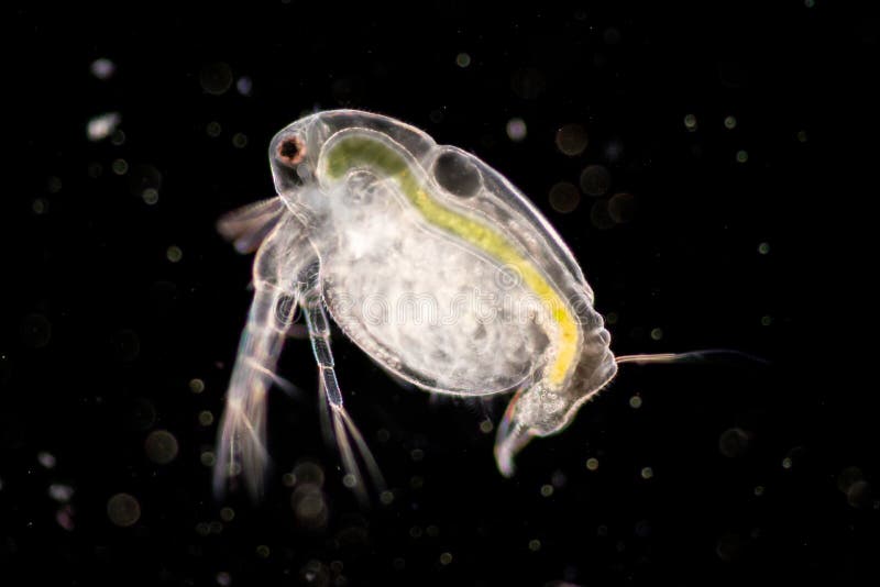 The Cladocera are an Order of Small Crustaceans Commonly Called Water ...