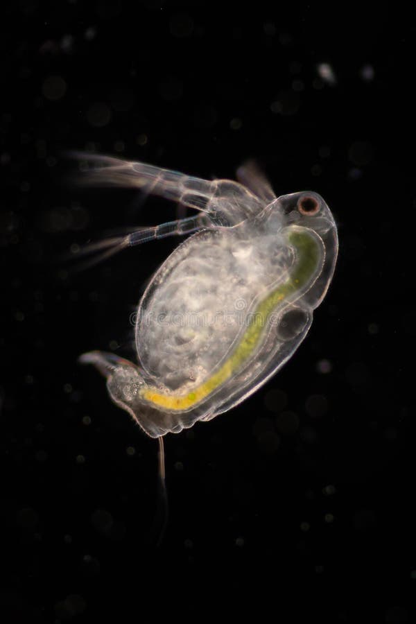 The Cladocera are an Order of Small Crustaceans Commonly Called Water ...