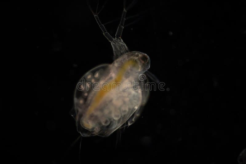 The Cladocera are an Order of Small Crustaceans Commonly Called Water ...