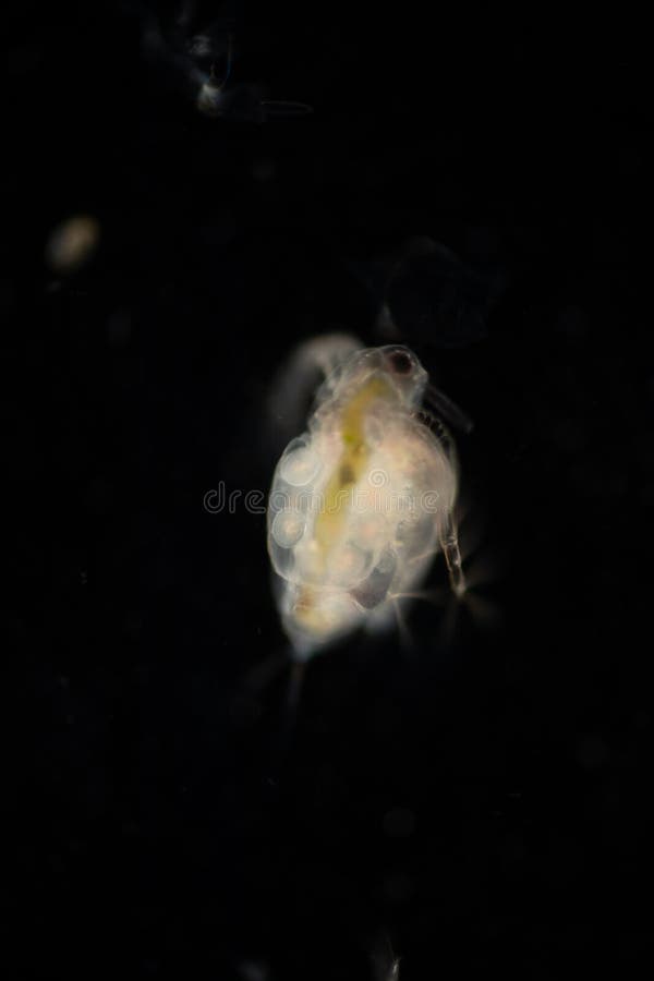 The Cladocera are an Order of Small Crustaceans Commonly Called Water ...