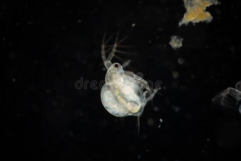 The Cladocera are an Order of Small Crustaceans Commonly Called Water ...
