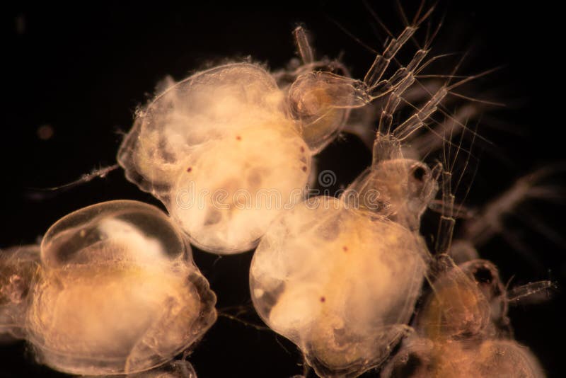 The Cladocera are an Order of Small Crustaceans Commonly Called Water ...