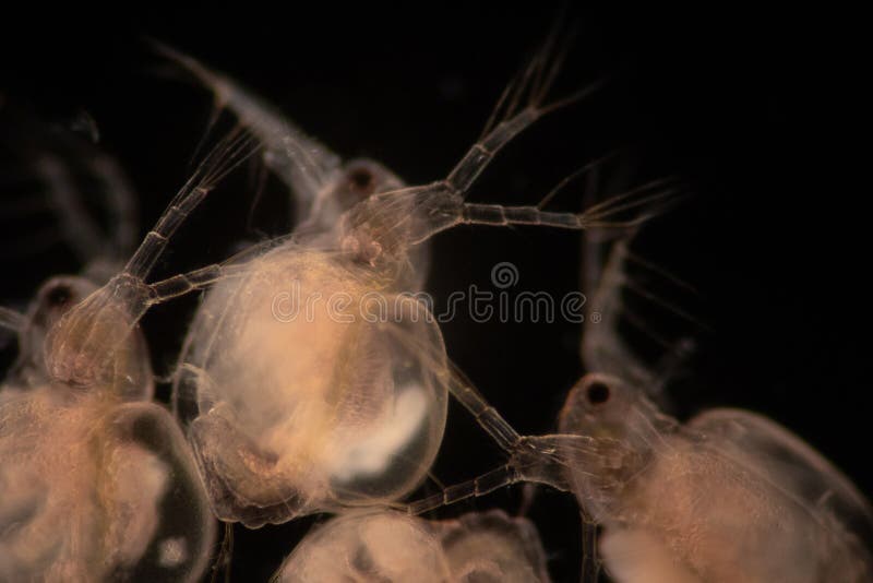 The Cladocera are an Order of Small Crustaceans Commonly Called Water ...