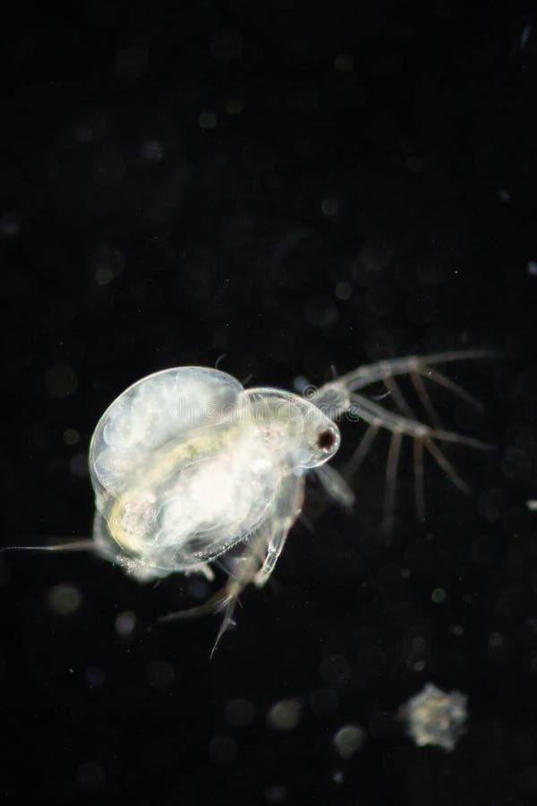 The Cladocera are an Order of Small Crustaceans Commonly Called Water ...