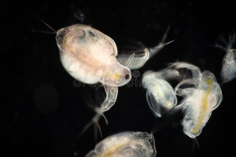 The Cladocera are an Order of Small Crustaceans Commonly Called Water ...