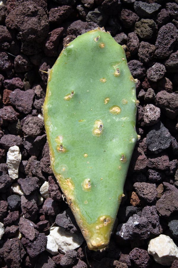 Cladode of the Prickly Pear Stock Image - Image of italian, plant ...