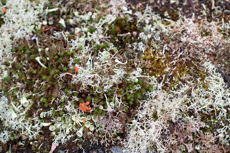 Cladonia Digitata with Bright Red Apothecia Grows on the Stone between ...
