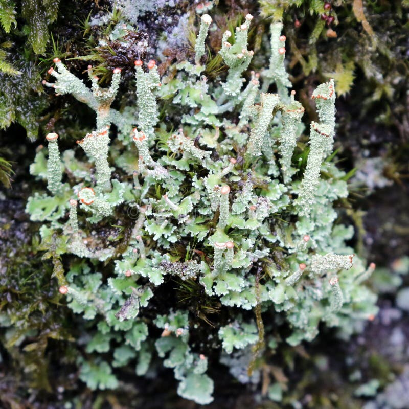 Cladonia Species Lichen stock photo. Image of nature - 108904466