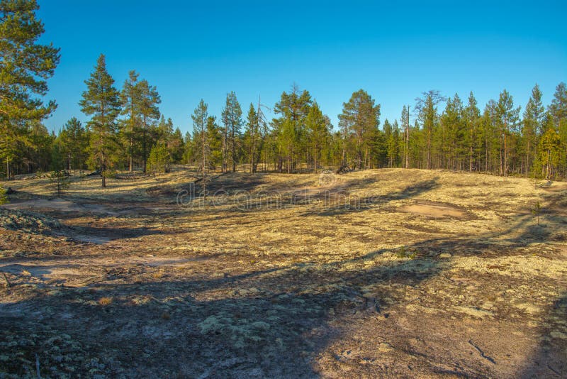 Polar forest stock image. Image of cloud, frozen, branch - 18666789