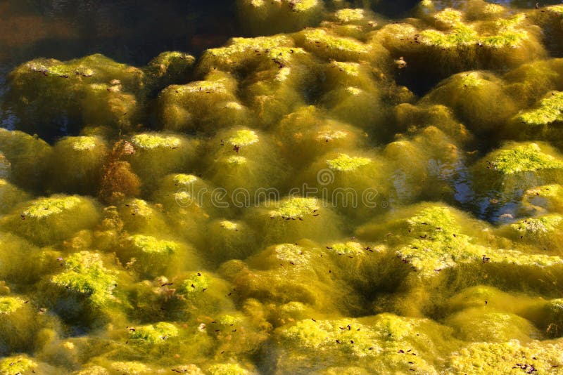 Cladophora Green Algae on a Pond`s Surface Stock Image - Image of ...