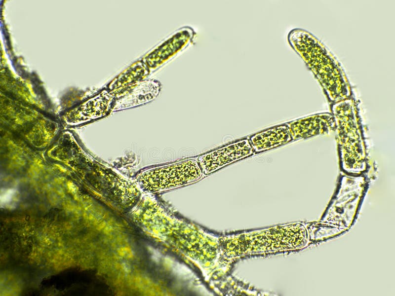 Spirogyra Sp. Algae Under Microscopic View X40, Chlorophyta, Green ...
