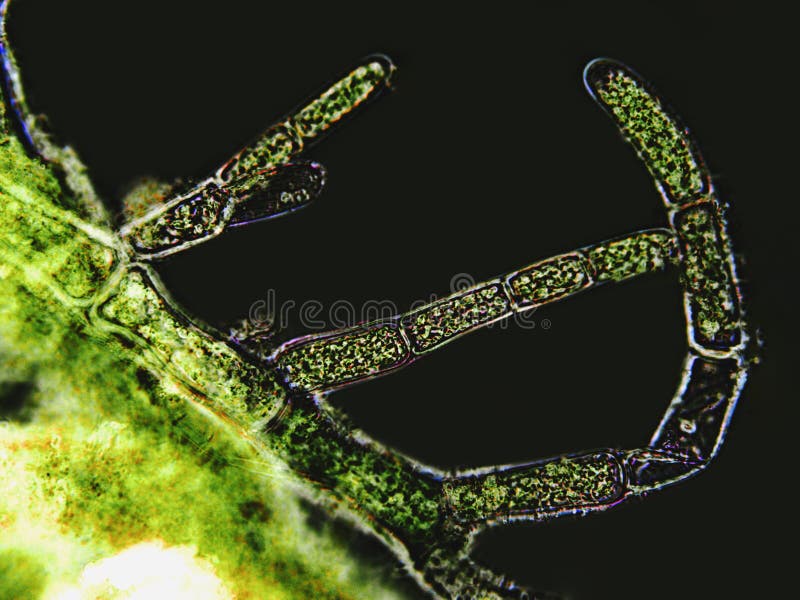 Moss Plant Under Microscope