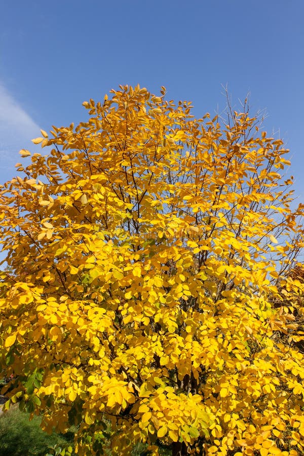 Cladrastis kentukea stock image. Image of sleep, garden - 259058441