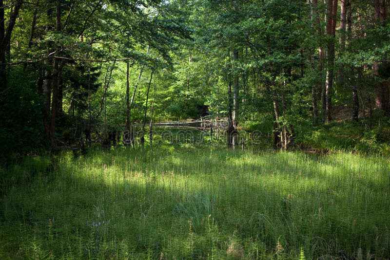 112,973 Photos de Clairière - Photos de stock gratuites et libres de ...