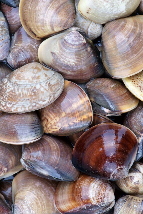 Clams stock photo. Image of food, water, marine, menu - 16661132
