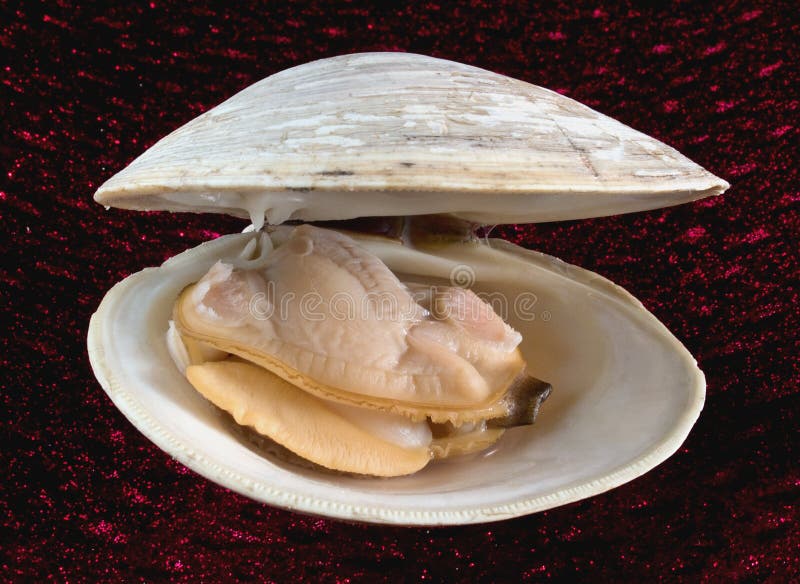 Close-up stock image. Image of clams, tasty, sand, quahogs - 14547177