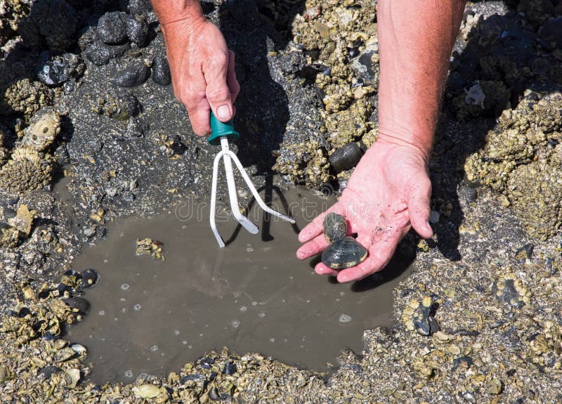 Digging stock photo. Image of water, barnacle, tide, hands - 76148790