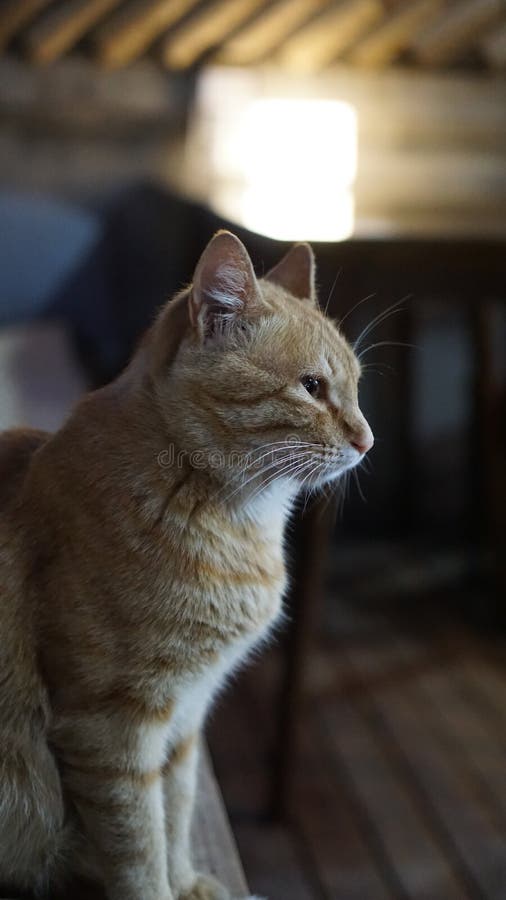 Kitty stock image. Image of sitting, night, kitty - 93197631