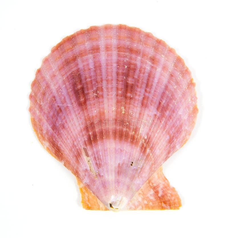 Mollusc shells isolated stock image. Image of mollusk - 95776829