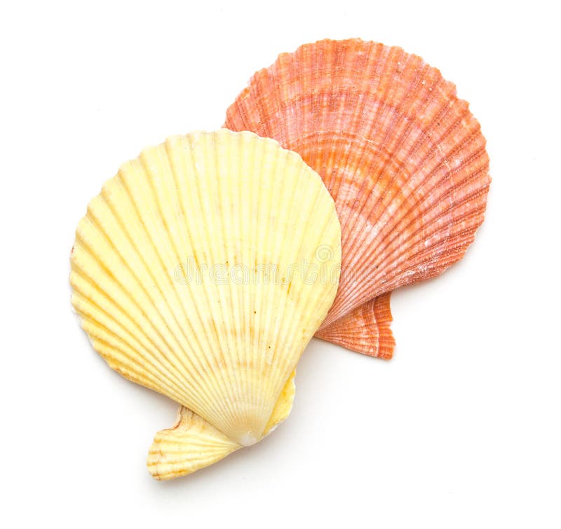 Mollusc Shells Isolated On White Stock Photo - Image of design, ocean ...