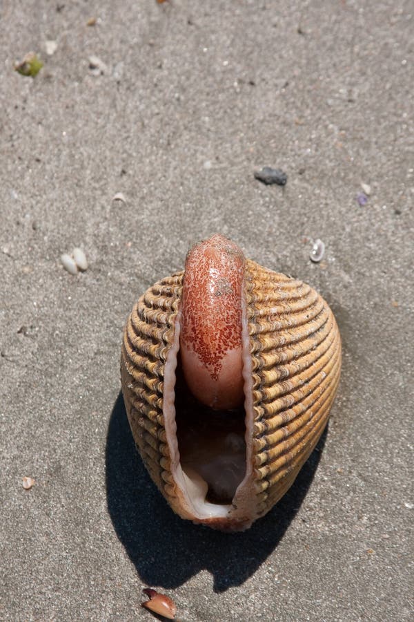 Opening stock image. Image of life, sand, opening, mollusk - 24680705
