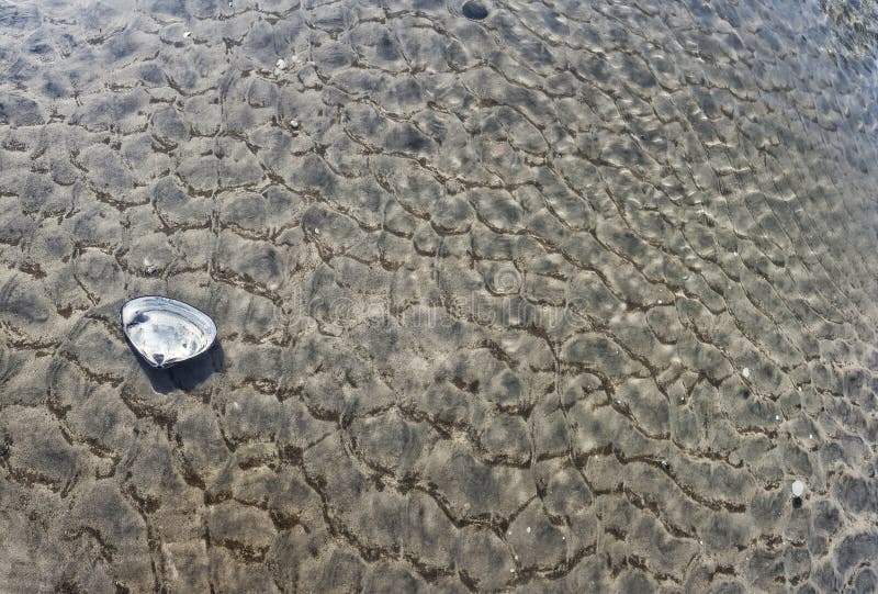 In ripples stock image. Image of tidal, shell, ocean - 79215311