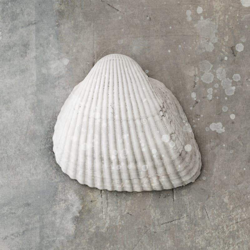 Scallop Seashell stock illustration. Illustration of nautilus - 23534439