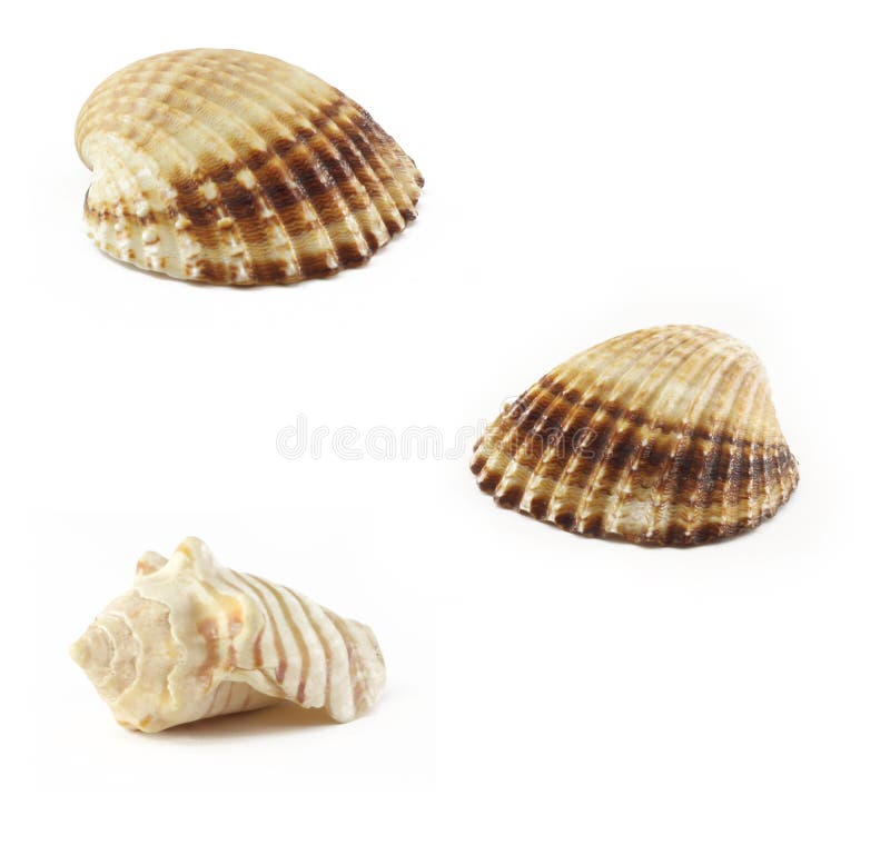 Clam-shell Picture. Image: 10065631