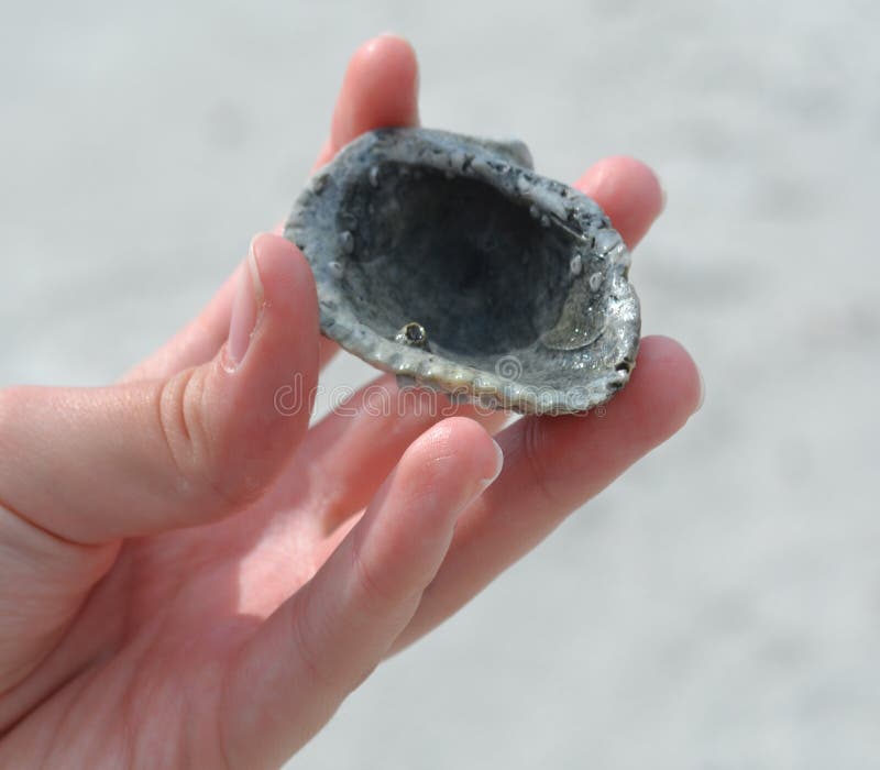 Shell stock photo. Image of crevice, case, cherrystone - 24248920