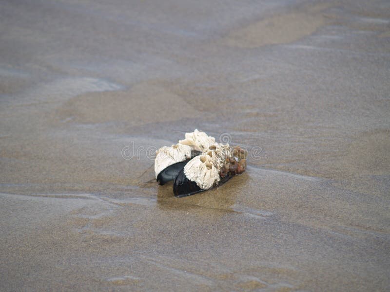 Shell and barnicals stock image. Image of shell, oregon - 49646537