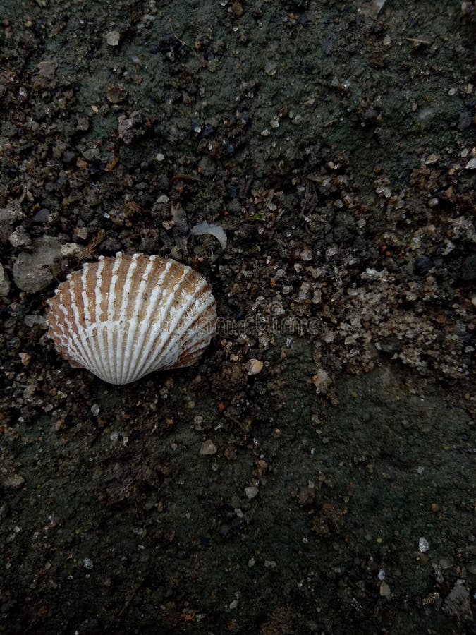 Shell at the beach stock photo. Image of beach, sand - 264361122