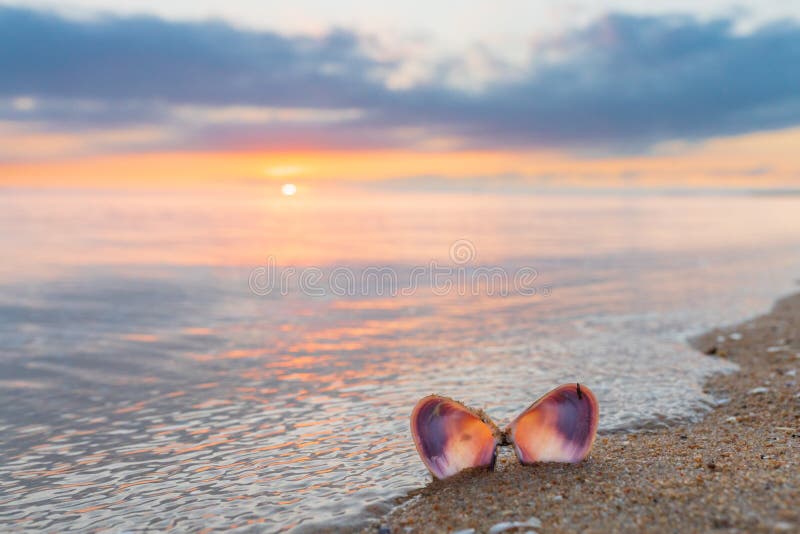 Shell on the beach stock photo. Image of holiday, peninsula - 228312676
