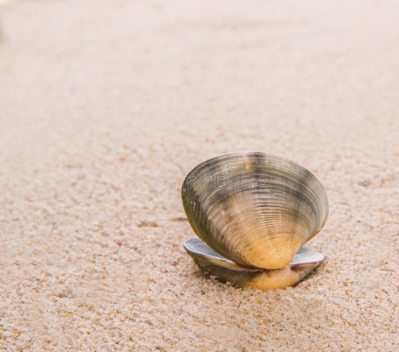 Clam Shell on Beach Sand II Imagen de archivo - Imagen de vacaciones ...