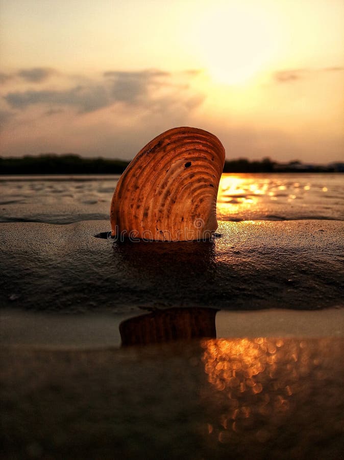 Shell in beach sand sunset stock image. Image of shell - 294579027