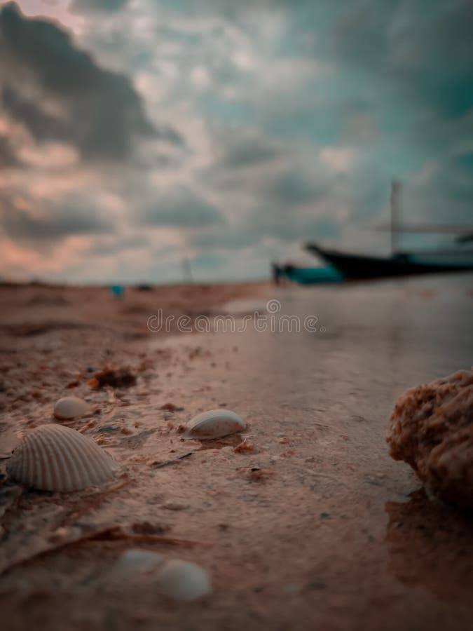 Shell in beach and a ship stock image. Image of shell - 235686179