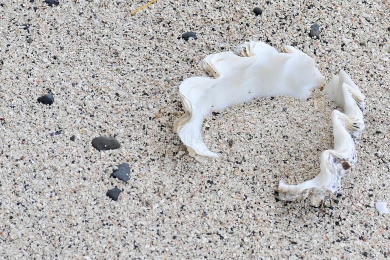 Shell Buried in the Sand stock photo. Image of abstract - 30496000