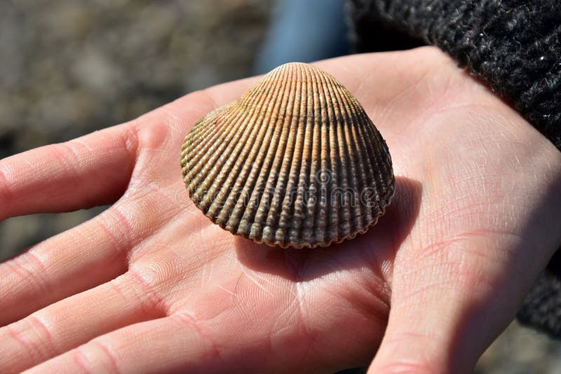 Clam Shell Close Up immagine stock. Immagine di corsa - 101490535