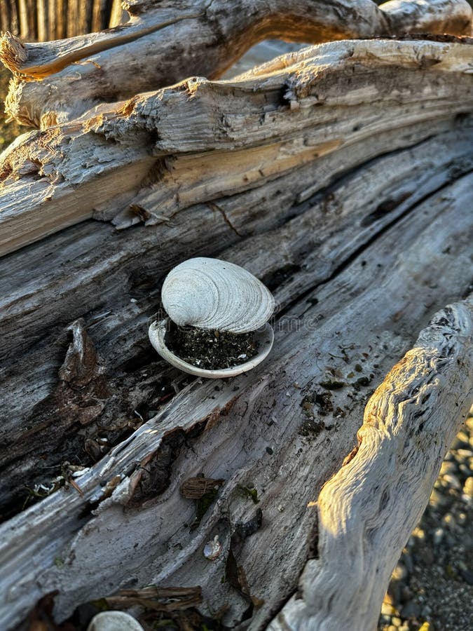 Shell on Driftwood stock image. Image of sunlight, single - 283588205
