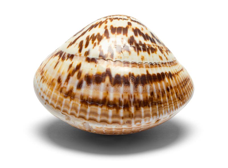 Shell Front stock photo. Image of brown, smooth, front - 329014960
