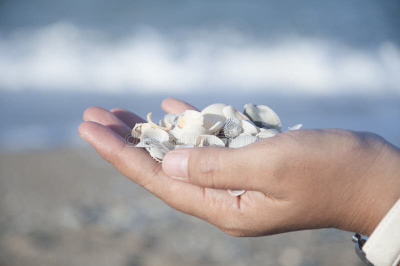 Shell stock image. Image of summer, beautiful, clamshell - 39433381