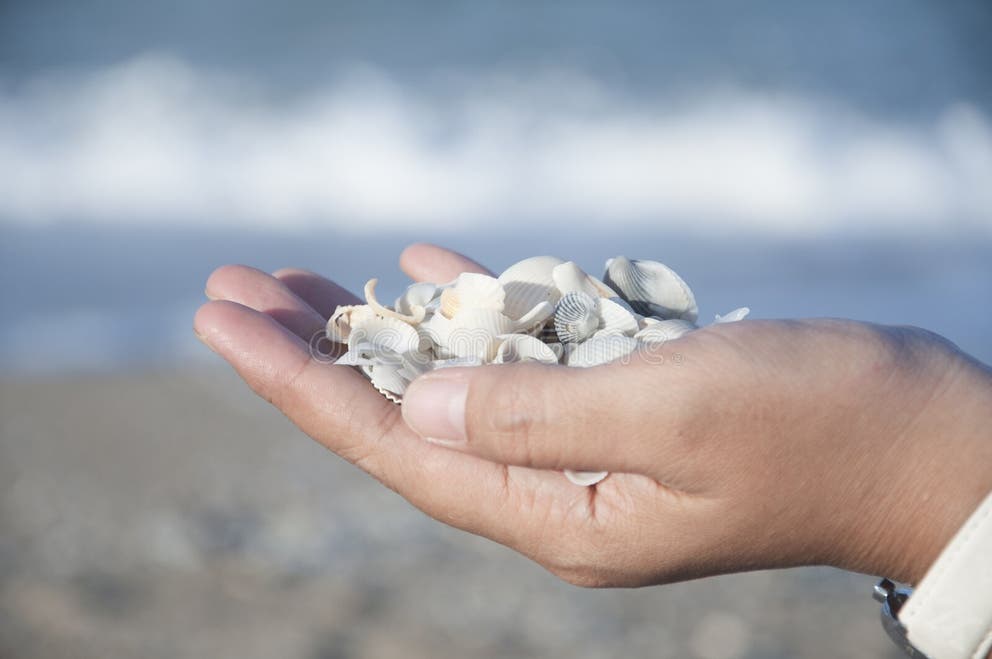 Shell stock image. Image of summer, beautiful, clamshell - 39433381