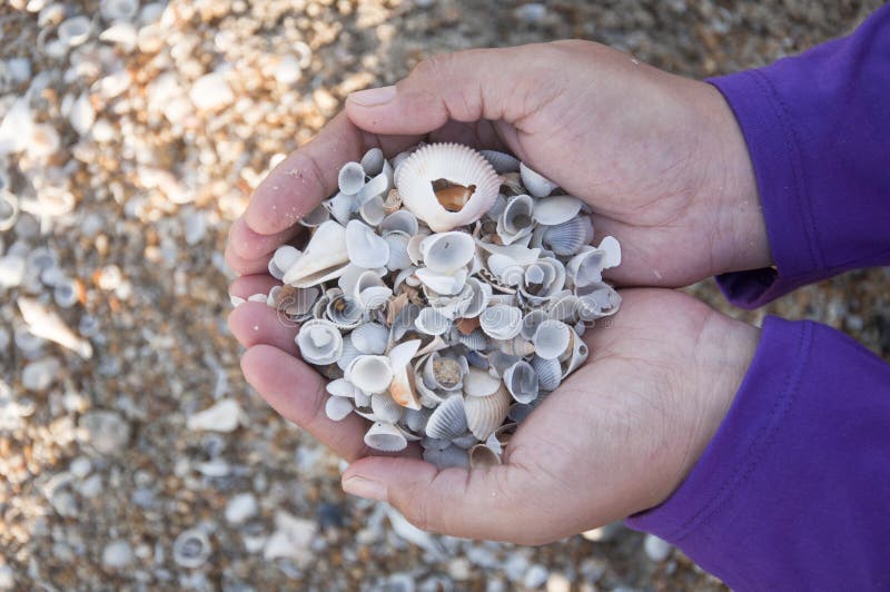 Shell stock photo. Image of beach, idyllic, hold, design - 39433834