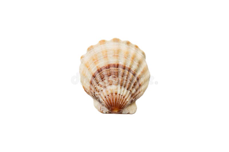 19,562 Clam Shell Photos - Free & Royalty-Free Stock Photos from Dreamstime