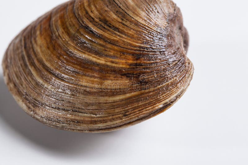 Shell isolated on white stock image. Image of health - 182267589