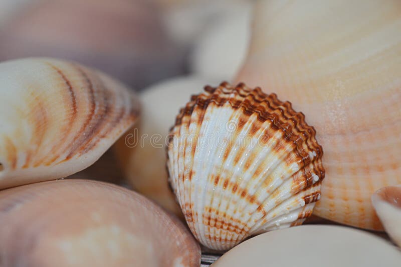 Shell Macro on Group Bacground Photo Stock Image - Image of ocean ...