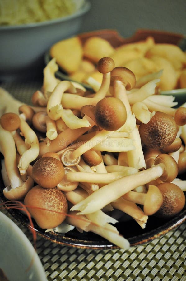 Clam Shell Mushroom imagem de stock. Imagem de cozinhar - 56299663